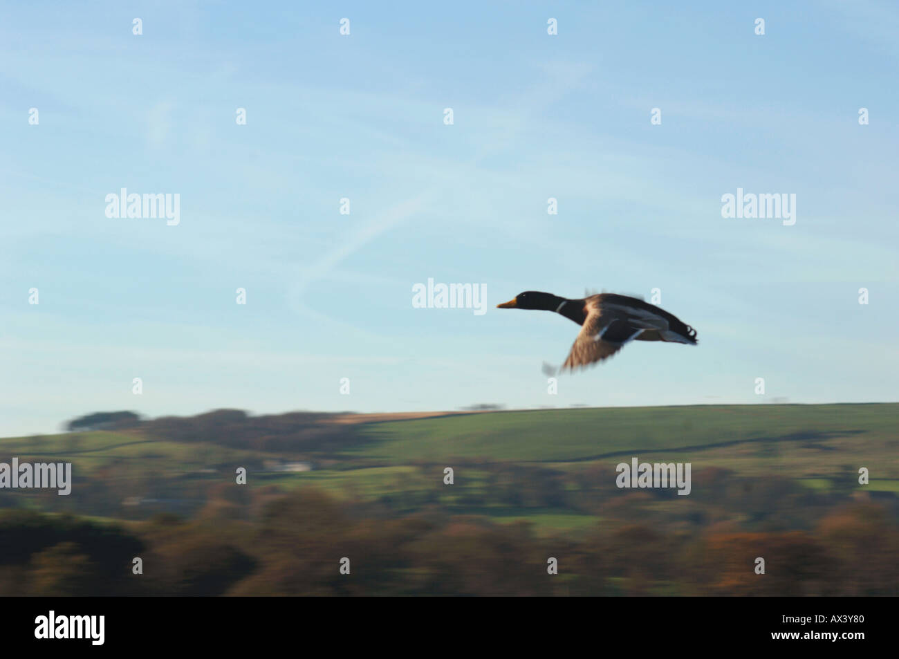 Male Mallard Duck Flying Stock Photo - Alamy