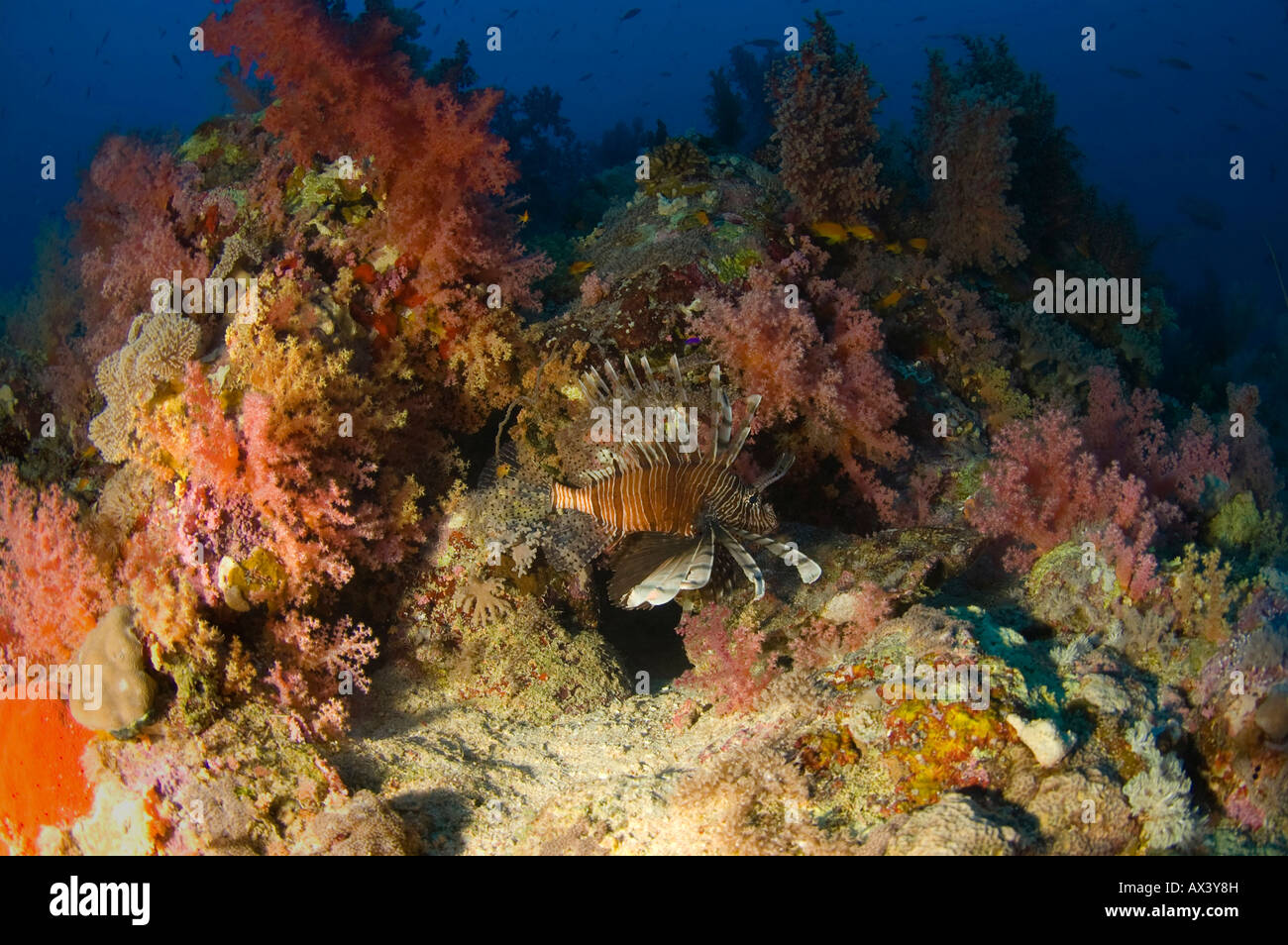African lionfish hi-res stock photography and images - Alamy