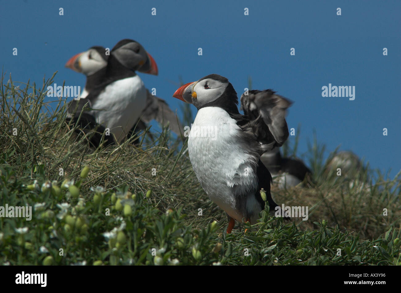 Windswept bird hi-res stock photography and images - Alamy