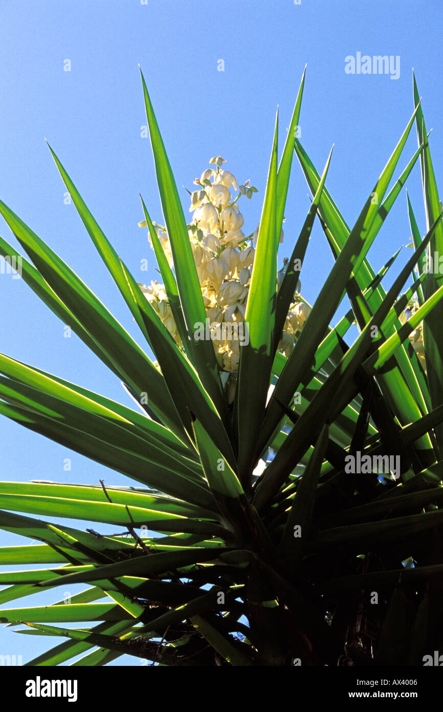 Yucca Yucca schidigera flowering Stock Photo - Alamy