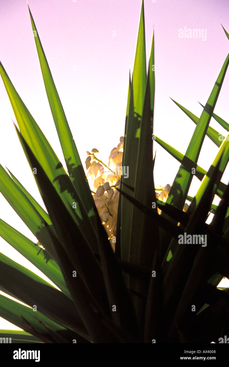 Yucca Yucca schidigera flowering Stock Photo - Alamy
