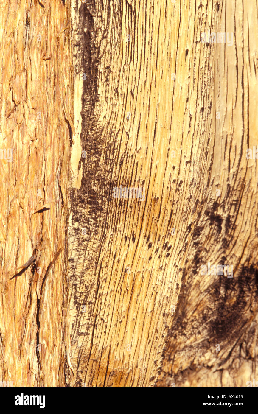 Blasted tree hi-res stock photography and images - Alamy