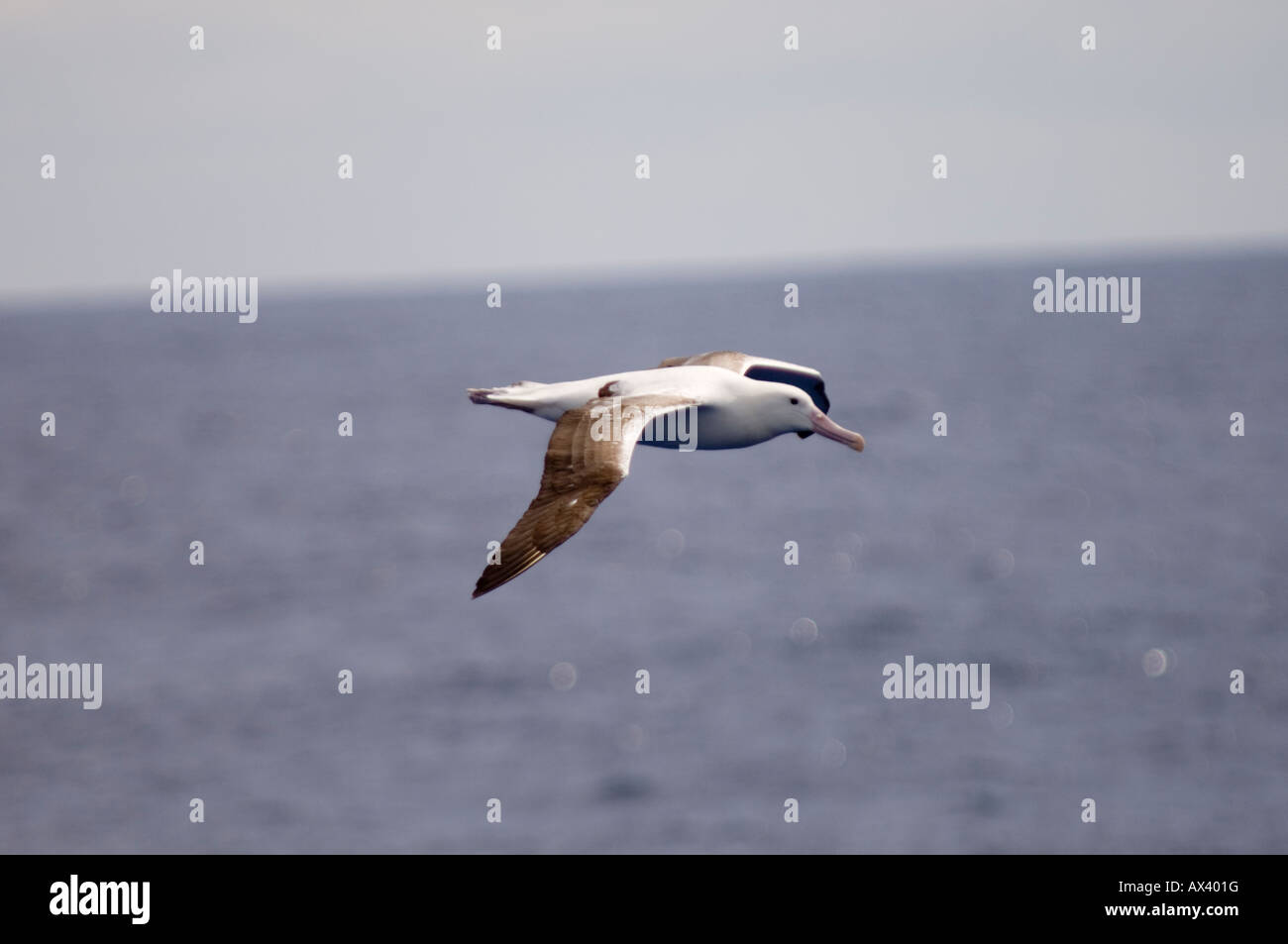 Chile Drake Passage Northern Giant Petrel Macronectes halli Stock Photo ...
