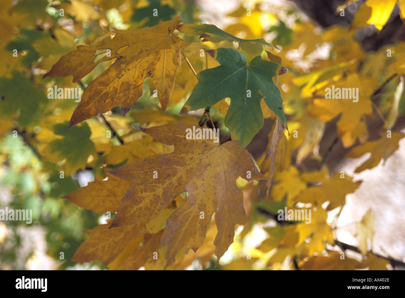 Big leaf Maple Acer macrophyllum with fall color Yosemite National Park ...