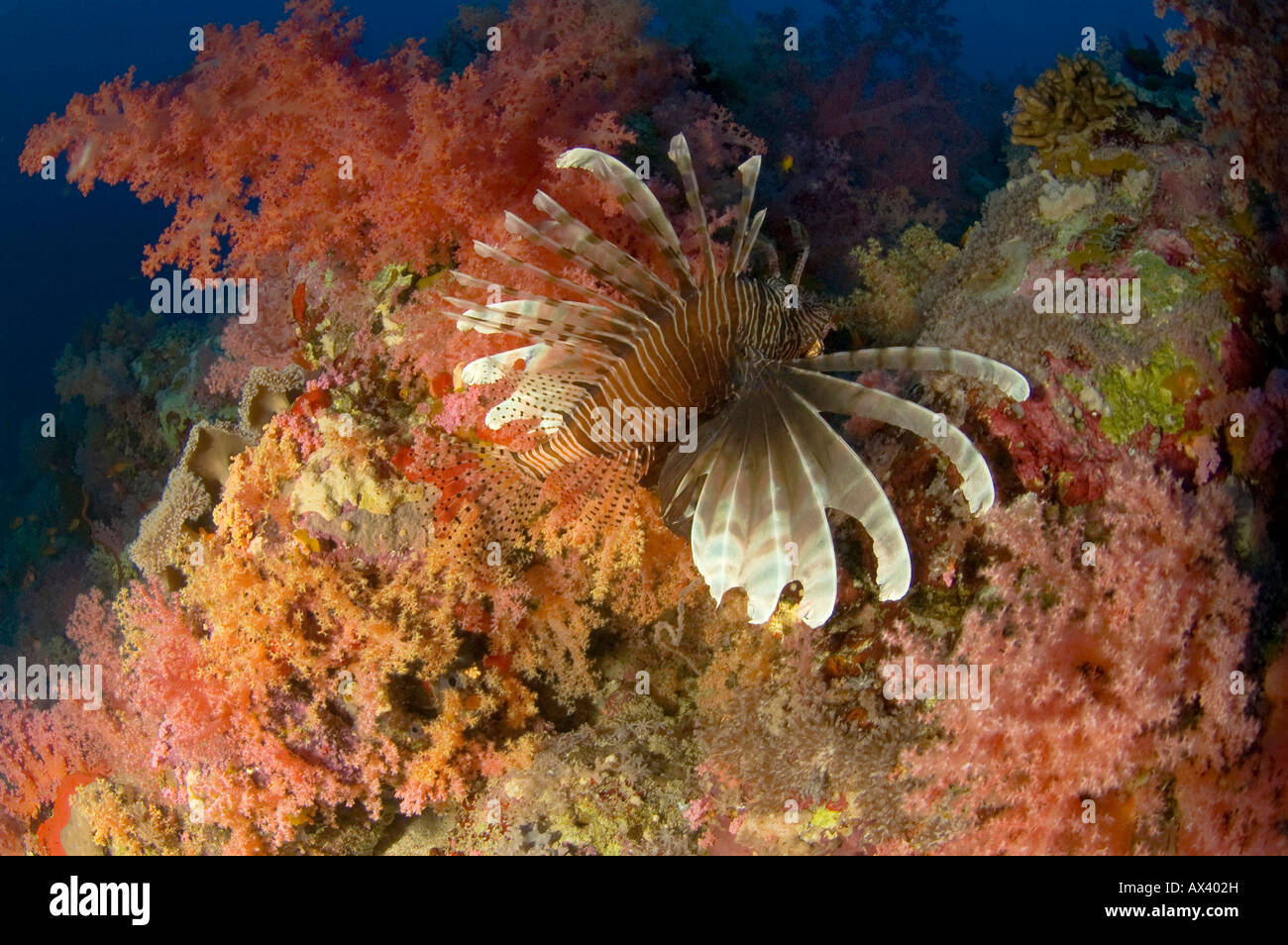 African lionfish hi-res stock photography and images - Alamy