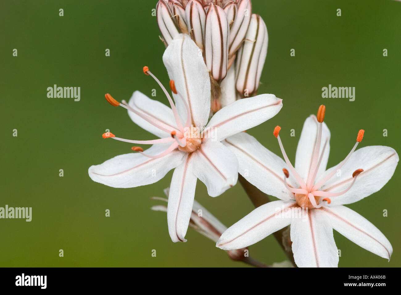 Asphodelus asphodelus sp hi-res stock photography and images - Alamy