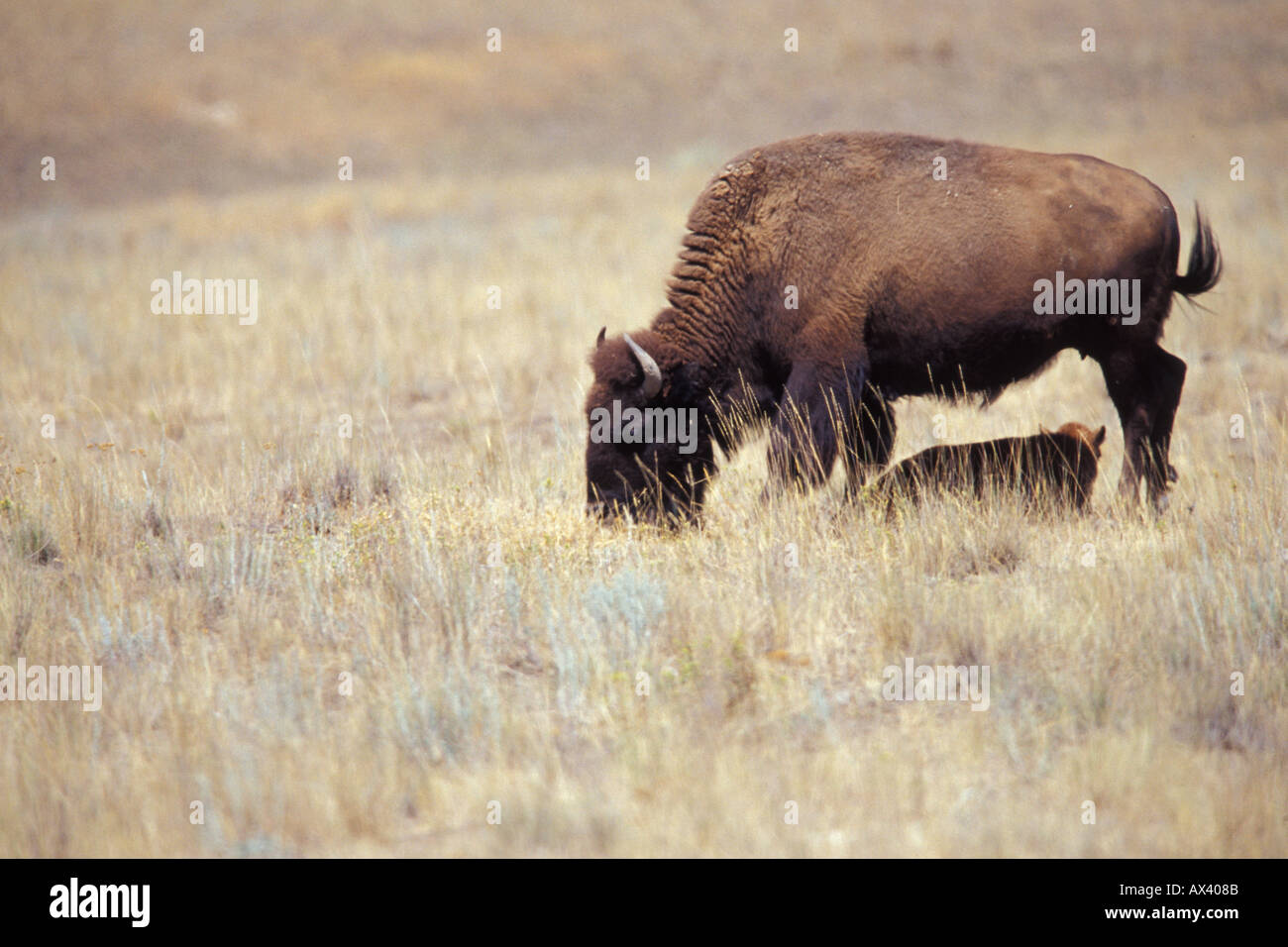 American Bison cow and calf Bos bison also called American Buffalo at ...