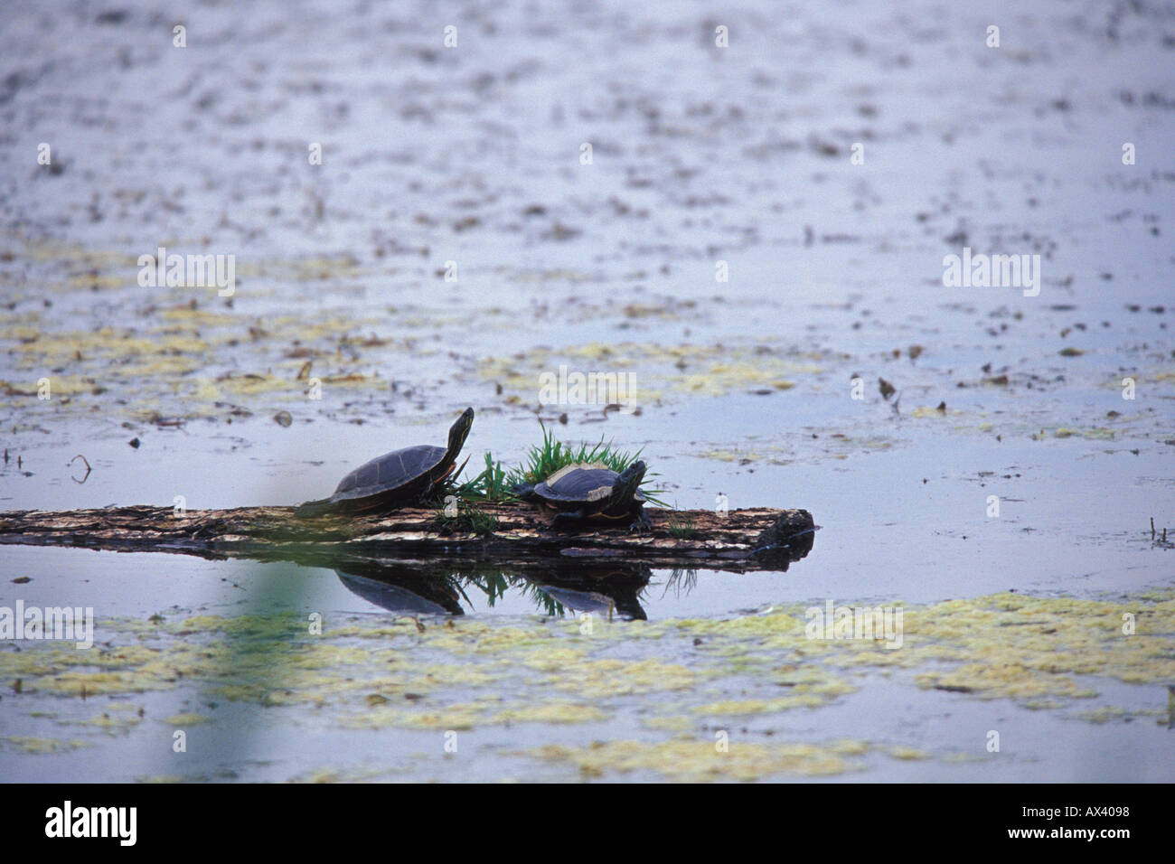 Pond turtles basking on a log Stock Photo - Alamy