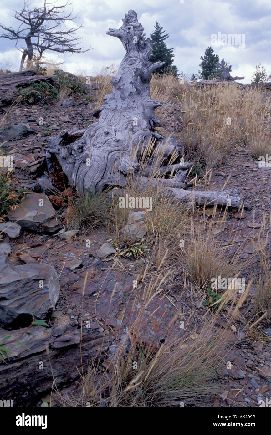 Weathered tree stump Rocky Mountains Montana Stock Photo - Alamy
