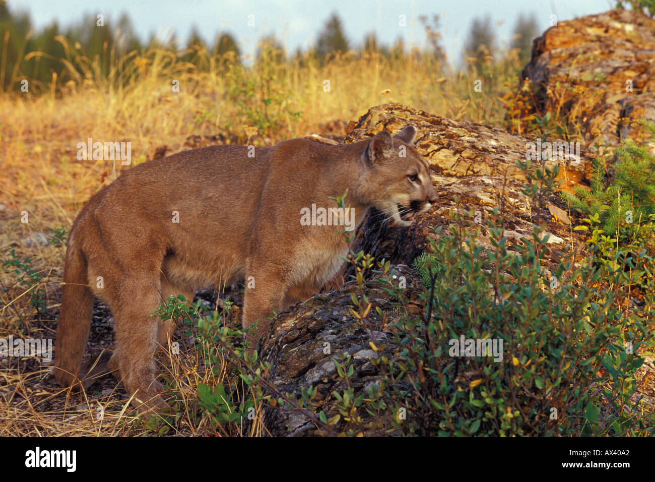 Mountain Lion Puma concolor Also known as Cougar Puma Panther and ...