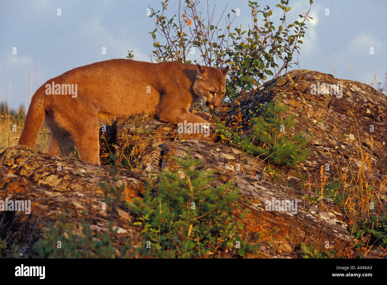 Mountain Lion Puma concolor Also known as Cougar Puma Panther and ...