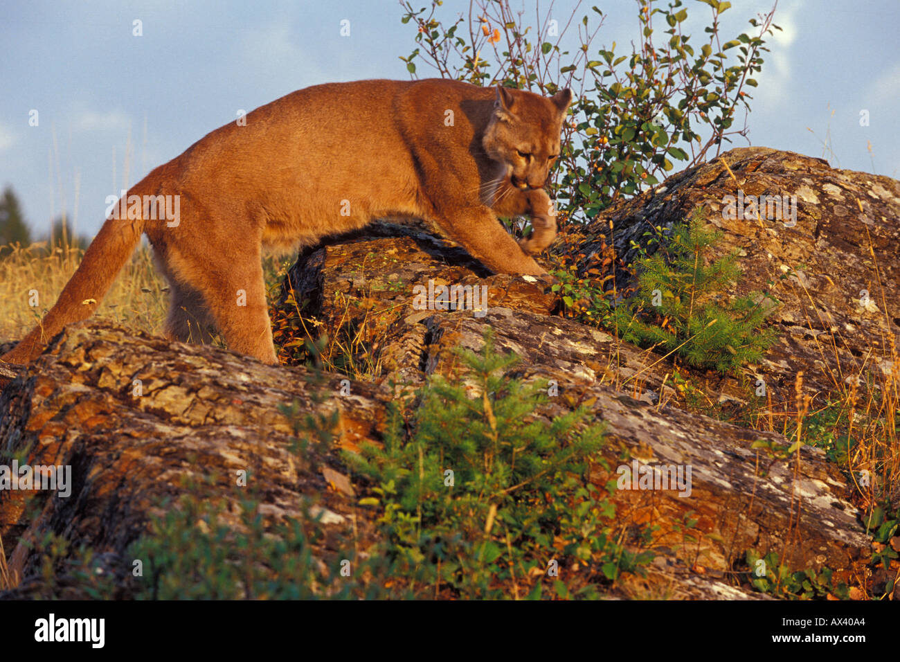 Mountain Lion Puma concolor Also known as Cougar Puma Panther and ...