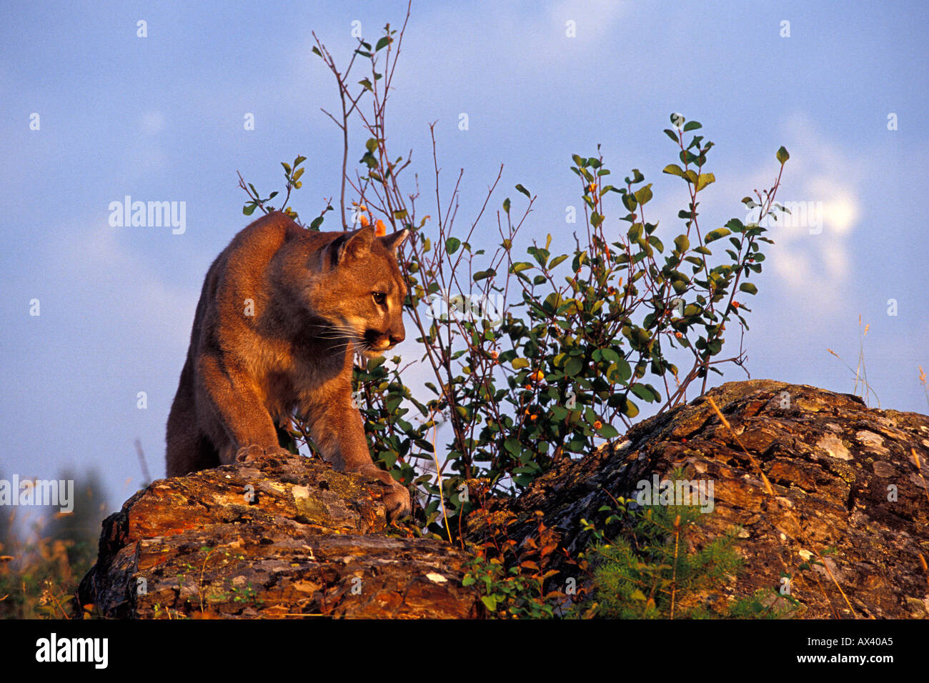 Mountain Lion Puma concolor Also known as Cougar Puma Panther and ...