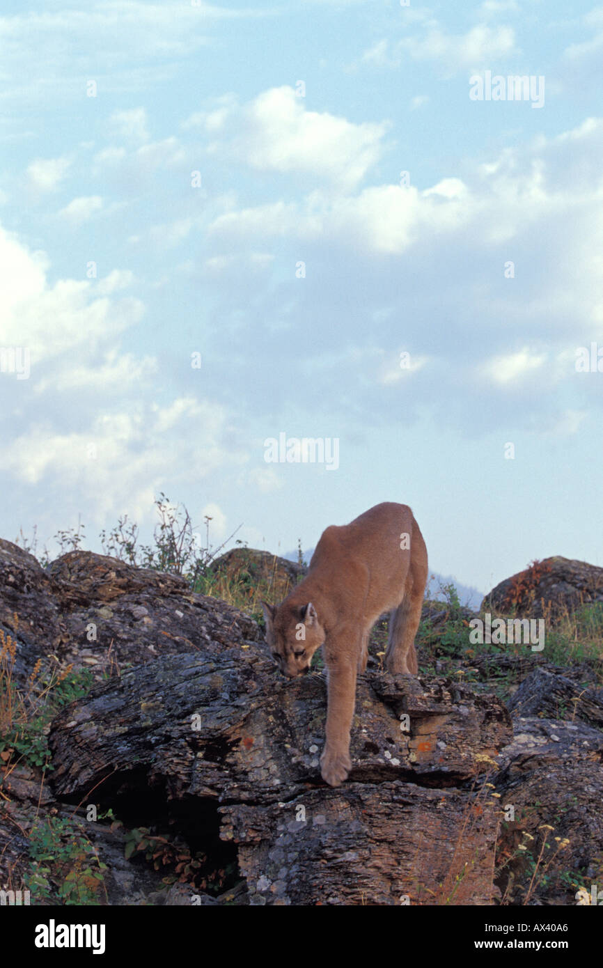 Mountain Lion Puma concolor Also known as Cougar Puma Panther and ...
