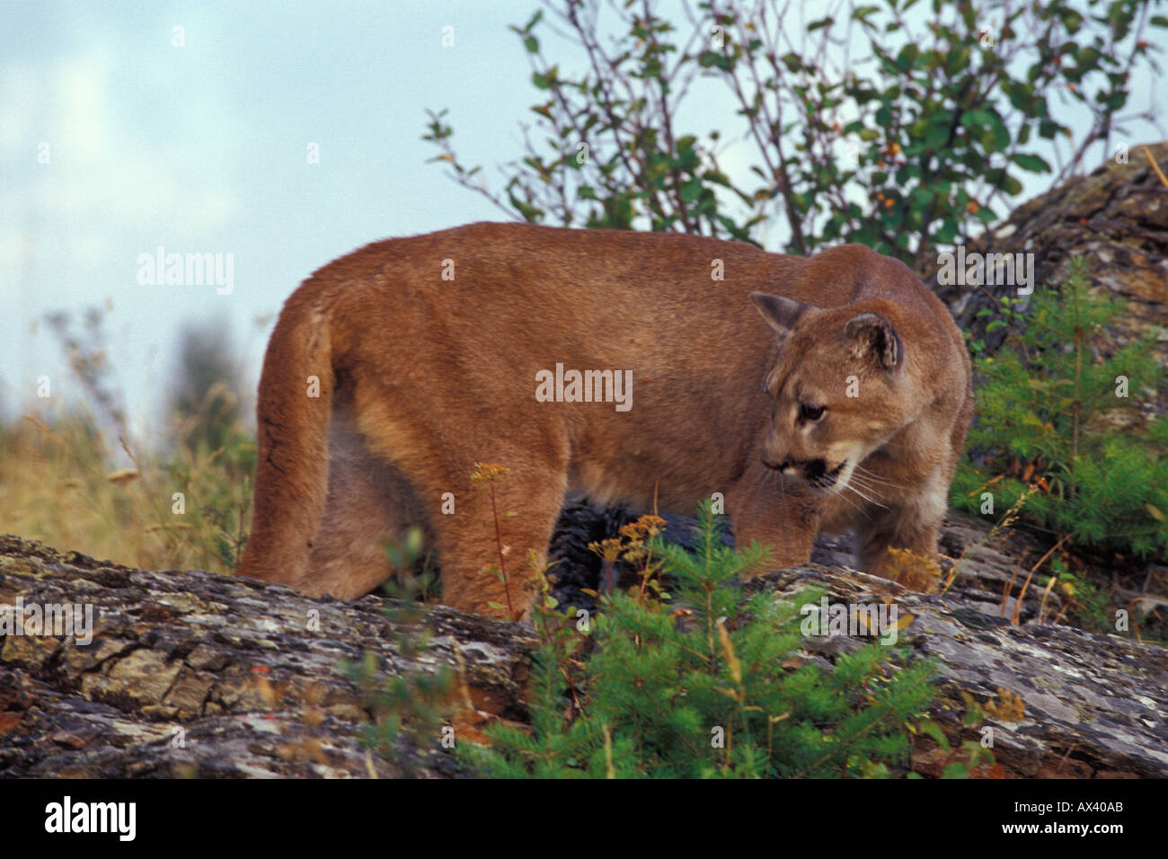 Mountain Lion Puma concolor Also known as Cougar Puma Panther and ...