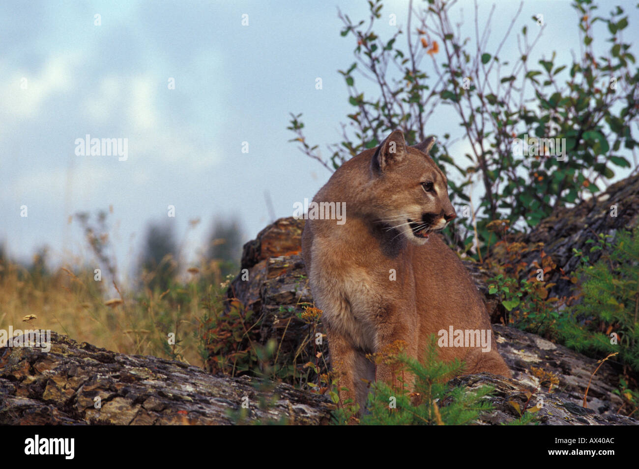 Mountain Lion Puma concolor Also known as Cougar Puma Panther and ...