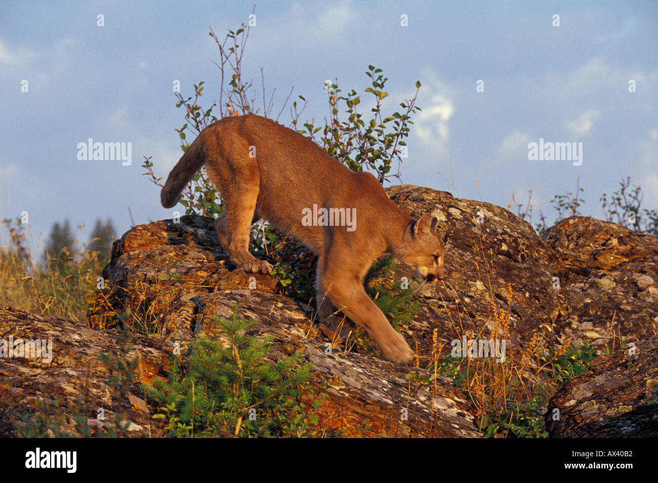 Mountain Lion Puma concolor Also known as Cougar Puma Panther and ...