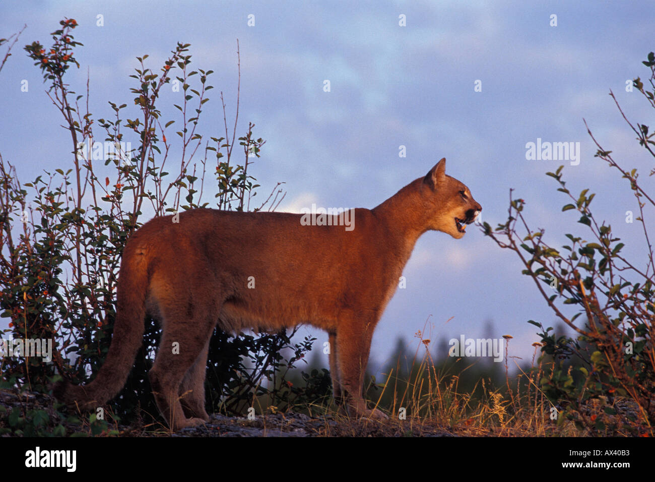 Mountain Lion Puma concolor Also known as Cougar Puma Panther and ...