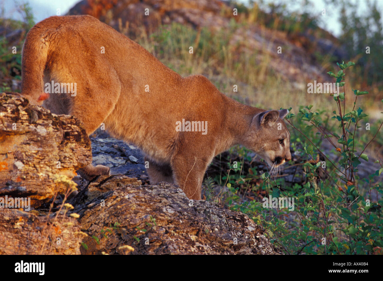 Mountain Lion Puma concolor Also known as Cougar Puma Panther and ...