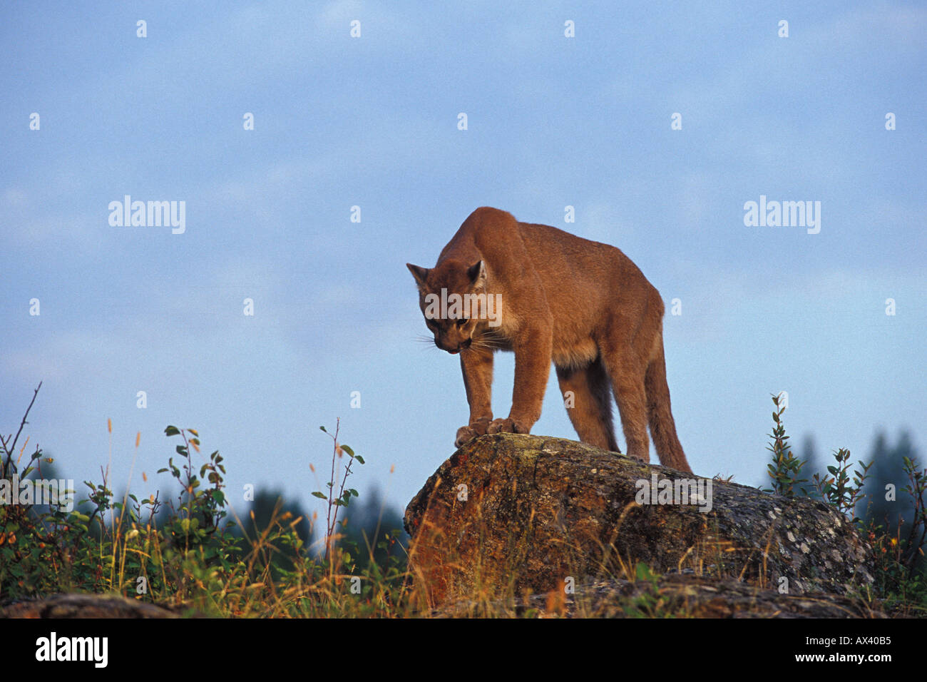 Mountain Lion Puma concolor Also known as Cougar Puma Panther and ...