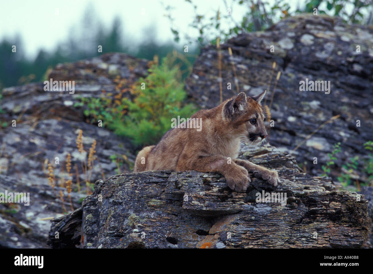 7 month old kitten hi-res stock photography and images - Alamy