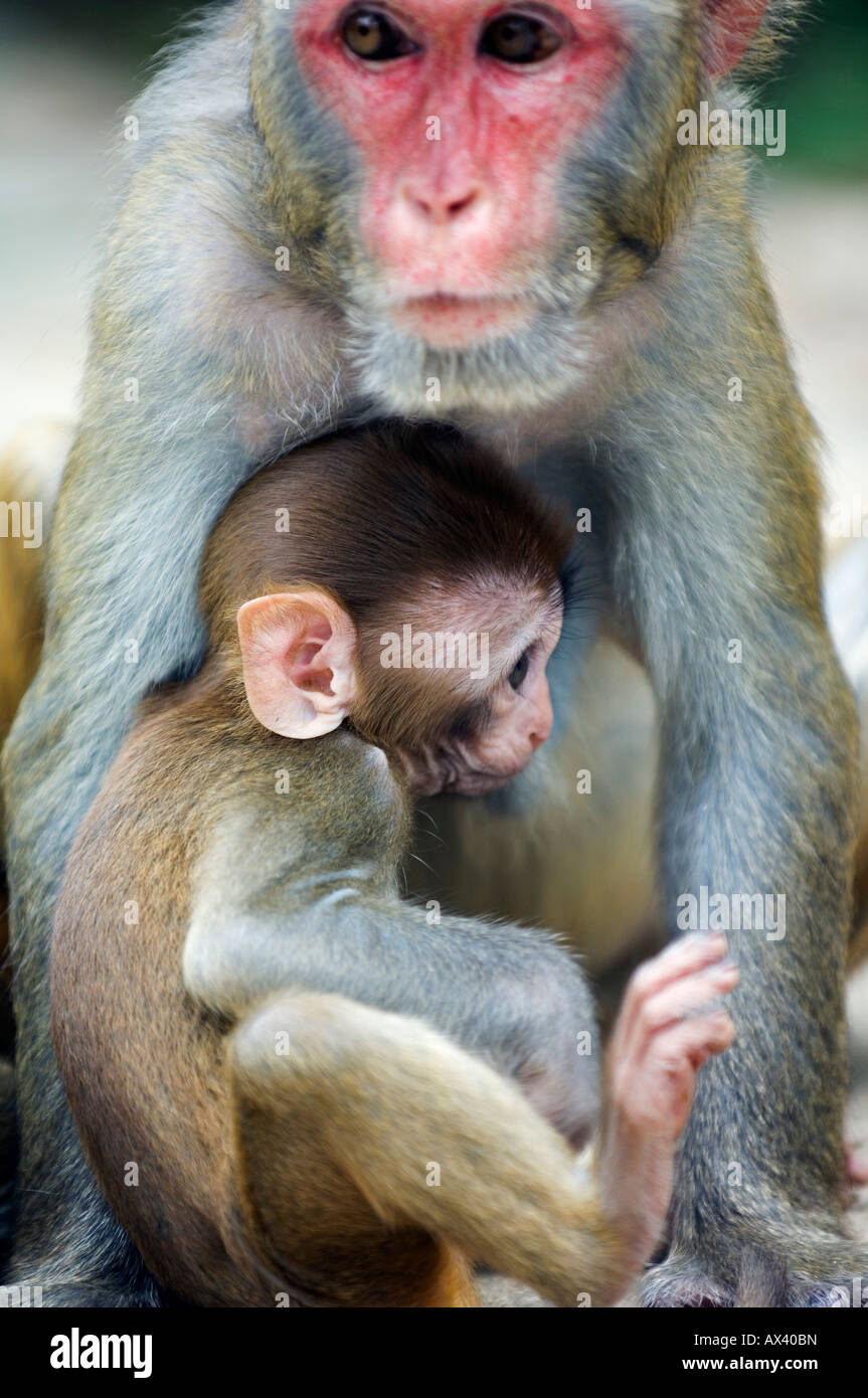 China, Hainan Province, Hainan Island. Monkey Island research park ...