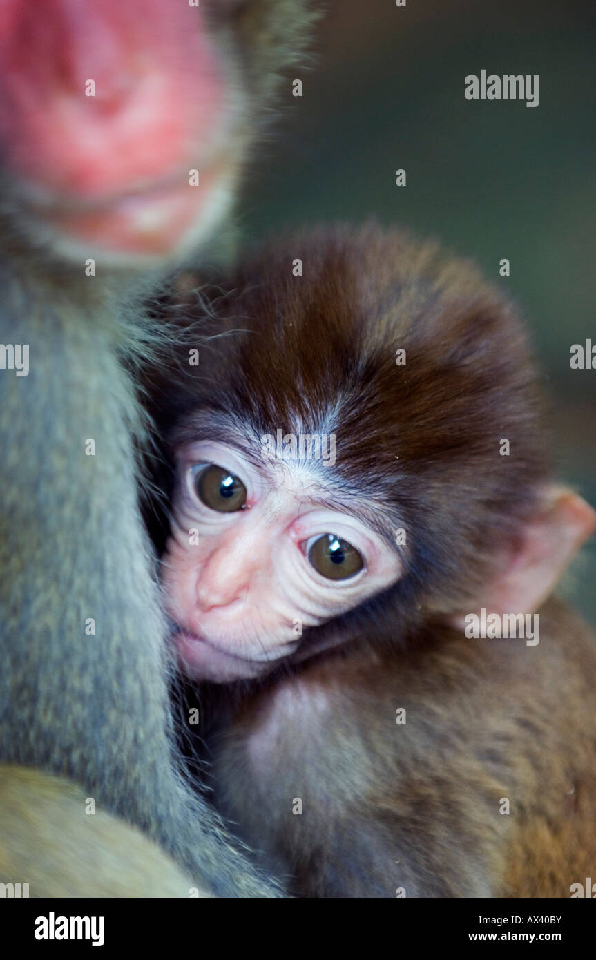 Monkey Island Research Park High Resolution Stock Photography and ...