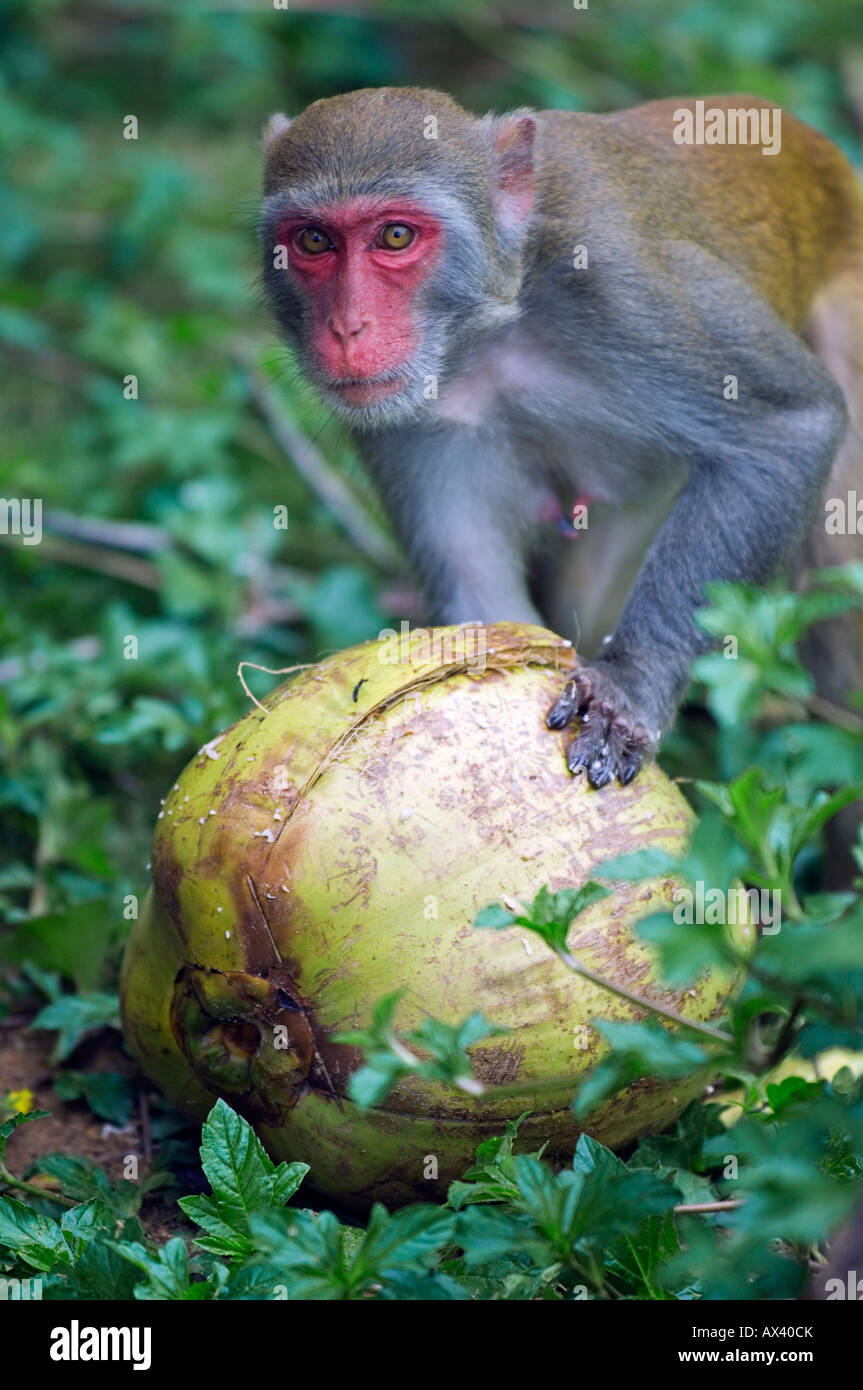 Monkey island research park hi-res stock photography and images - Alamy