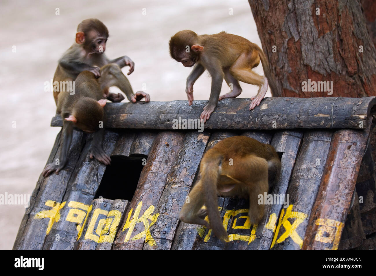 China, Hainan Province, Hainan Island. Monkey Island research park ...