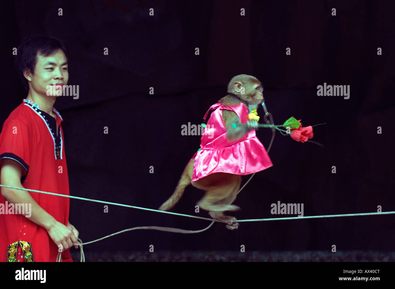 Monkey island research park china hi-res stock photography and images ...