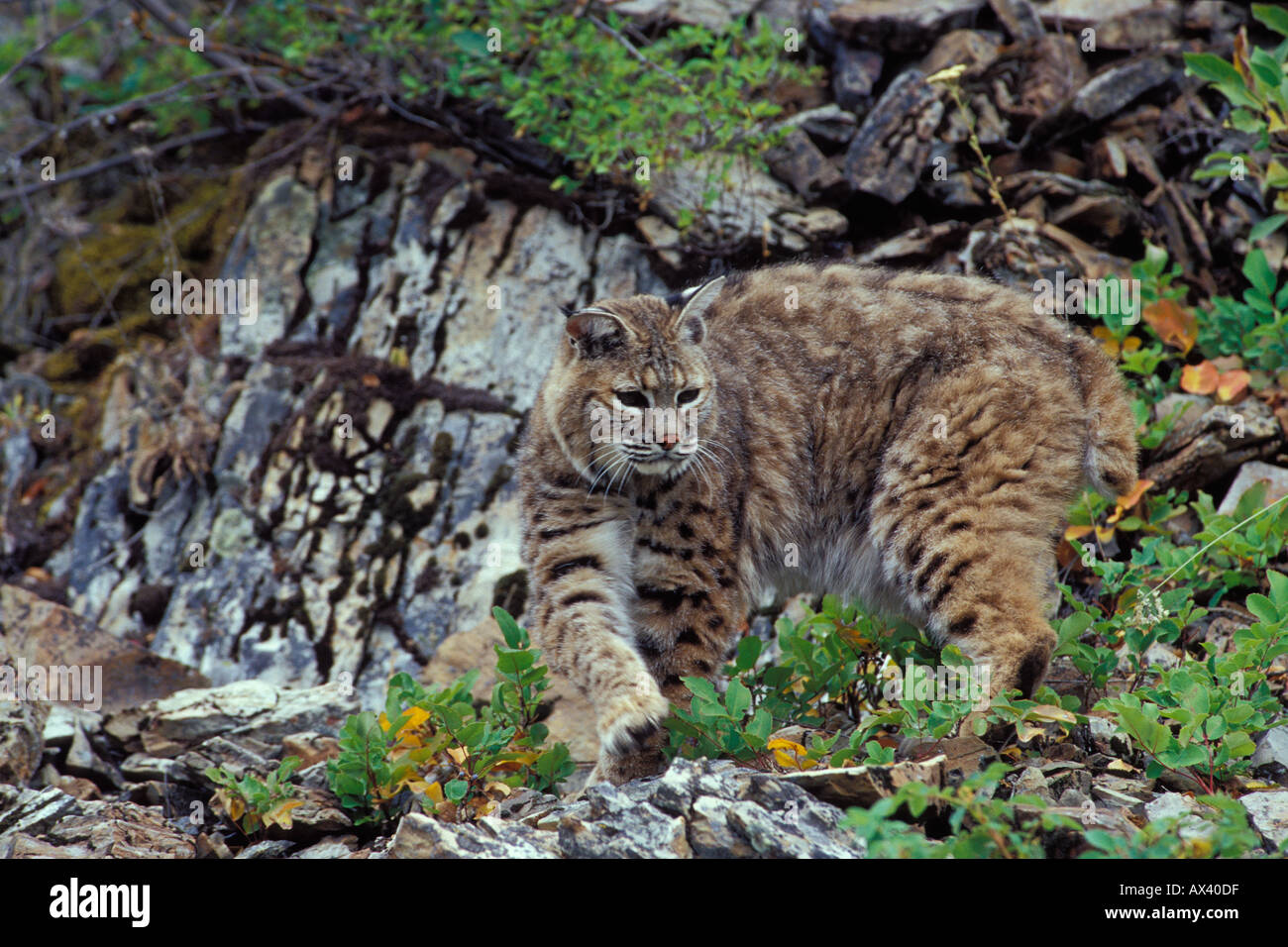 Bobcat Lynx rufus Stock Photo - Alamy