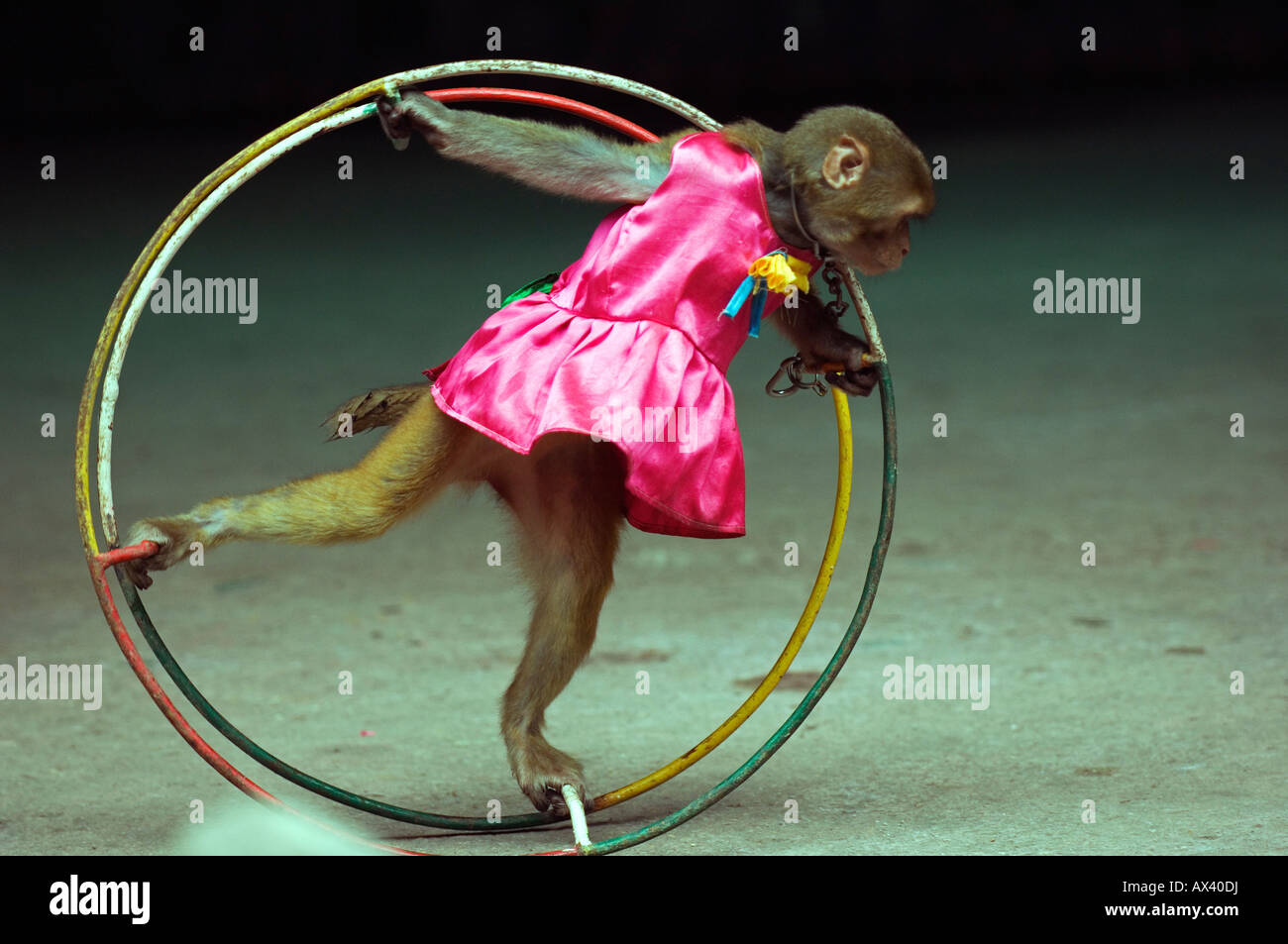 China, Hainan Province, Hainan Island. Monkey Island research park ...