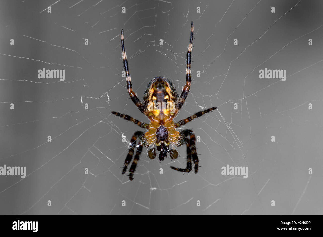 Garden orb web spider hi-res stock photography and images - Alamy