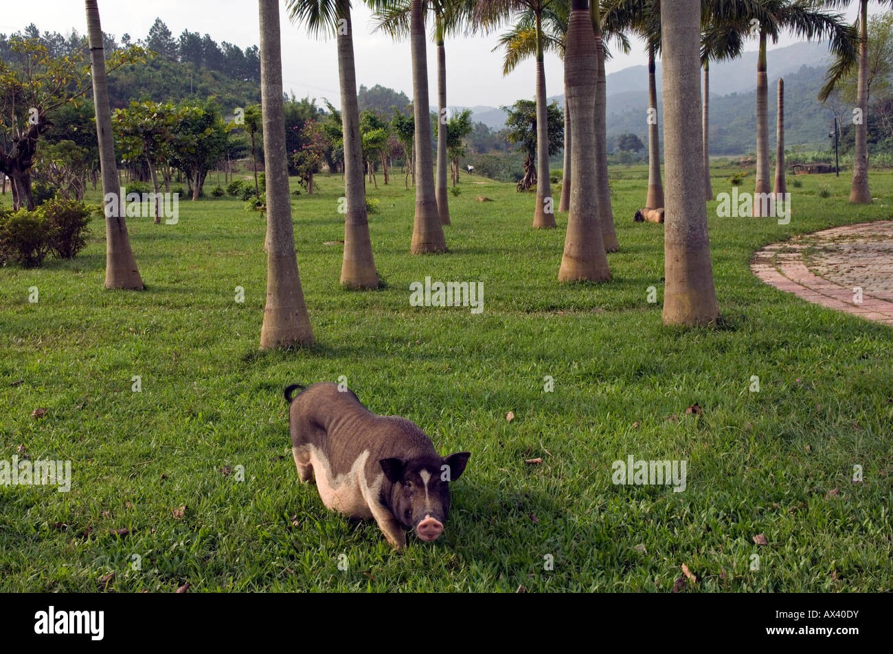 Shuimann hi-res stock photography and images - Alamy