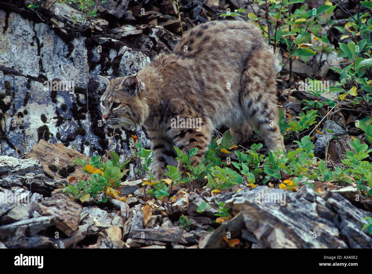 Bobcat Lynx rufus Stock Photo - Alamy