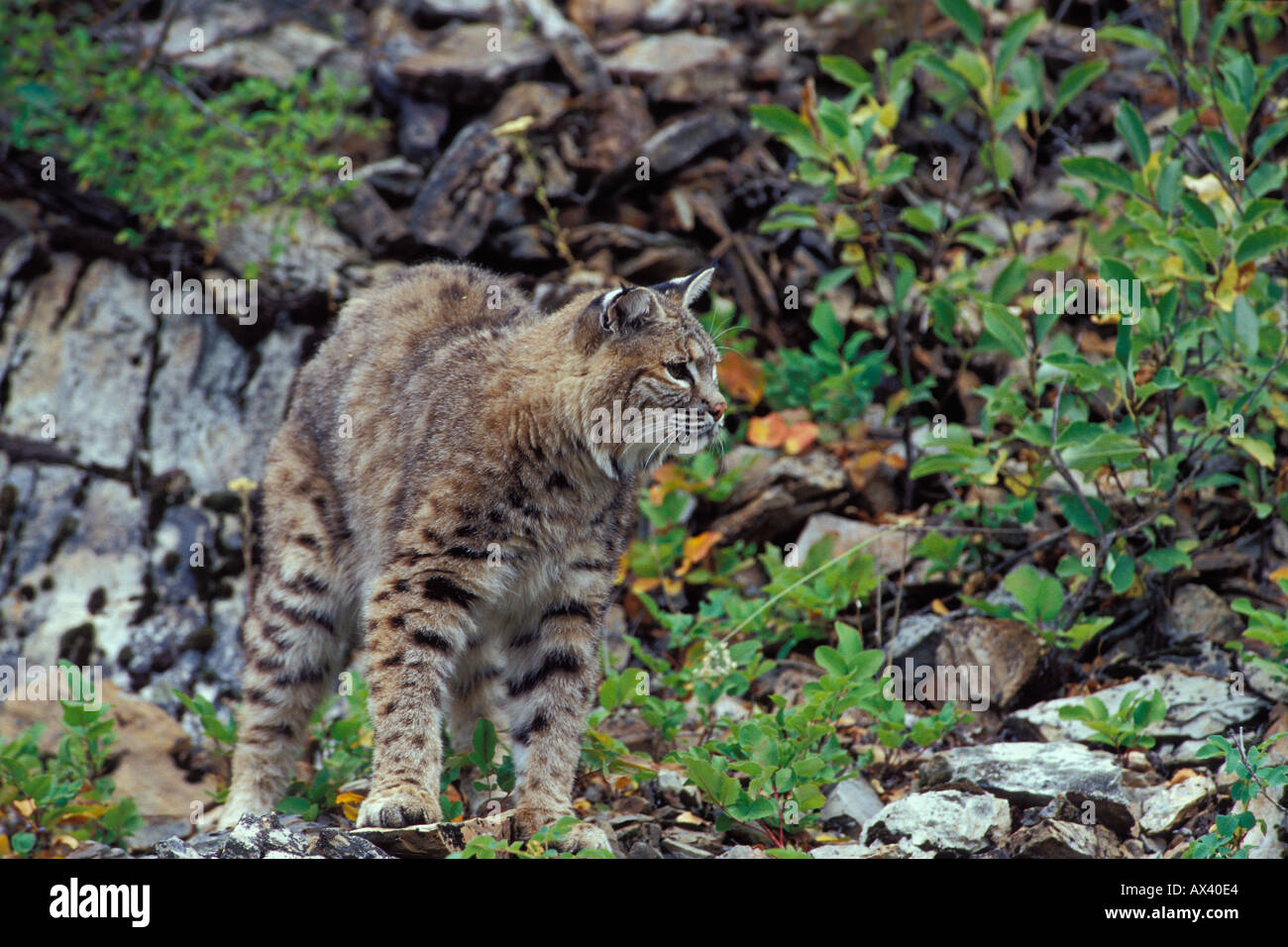 Bobcat Lynx rufus Stock Photo - Alamy