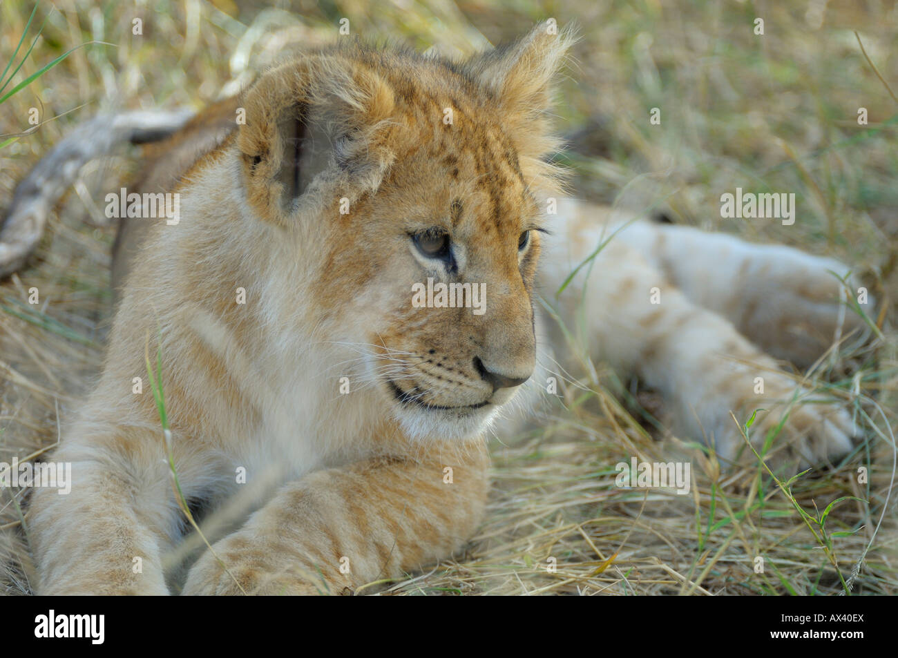 Lion cub, Maasai Mara, Kenya Stock Photo - Alamy