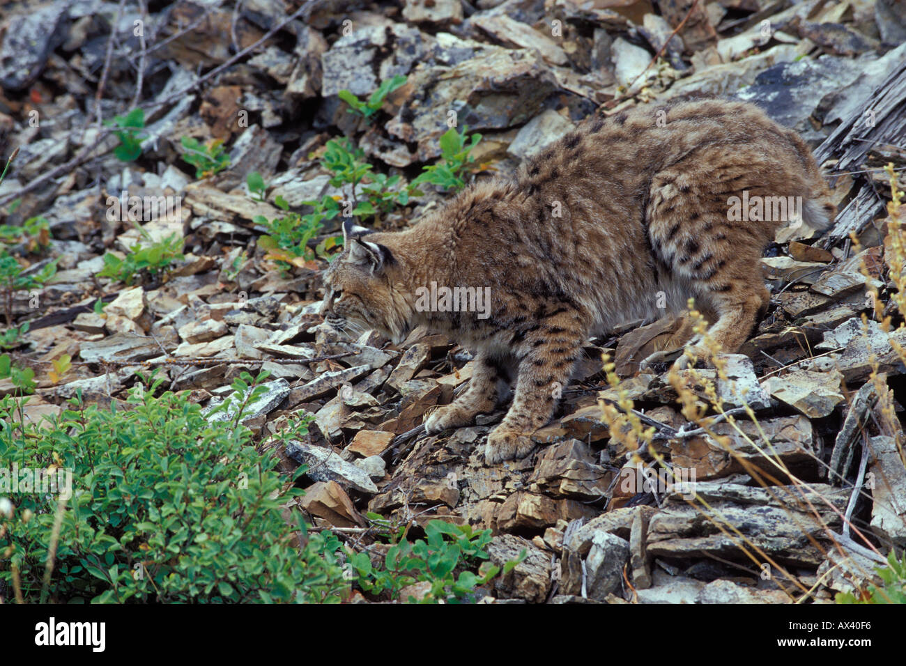 Bobcat Lynx rufus Stock Photo - Alamy