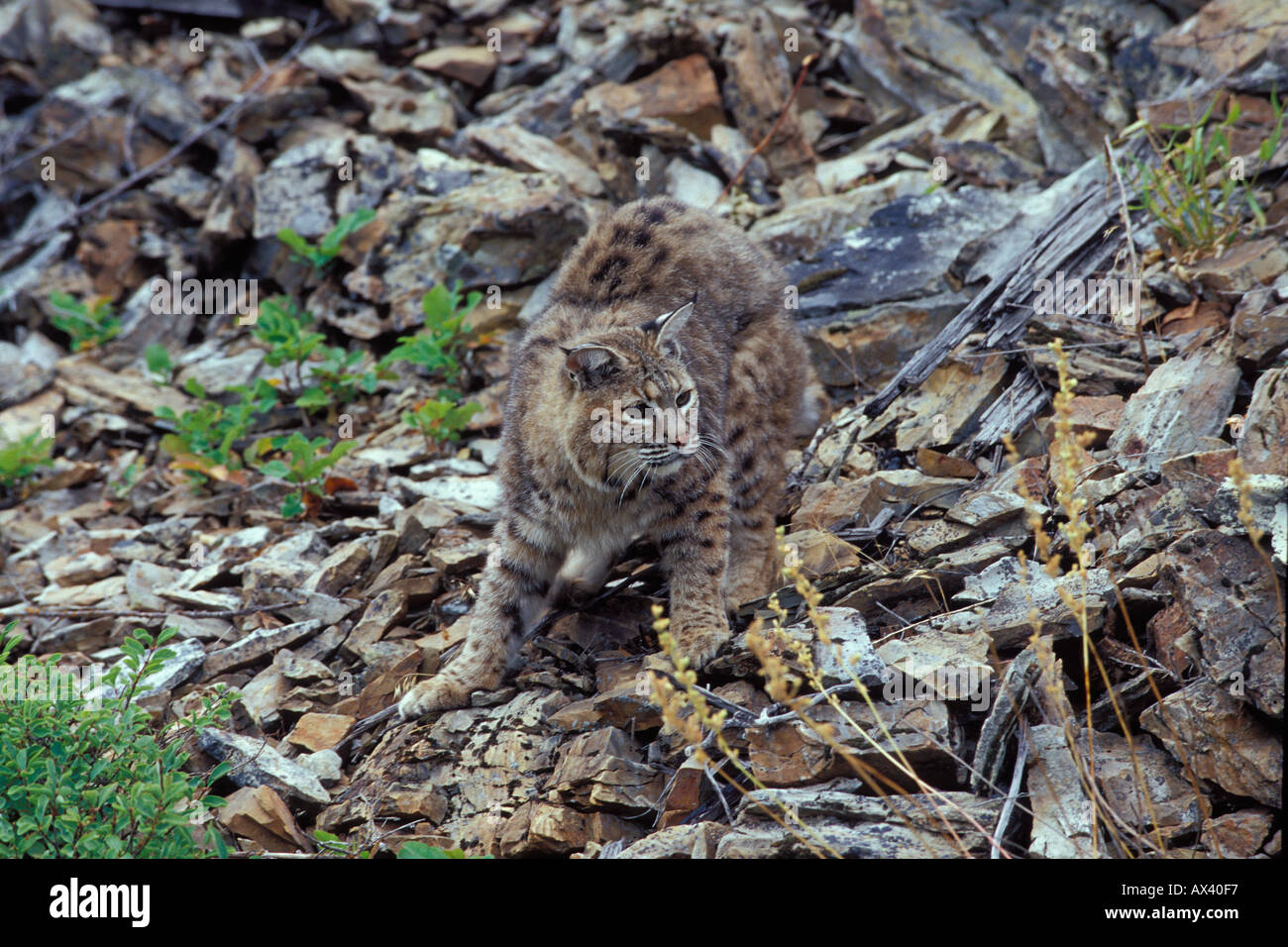 Bobcat Lynx rufus Stock Photo - Alamy