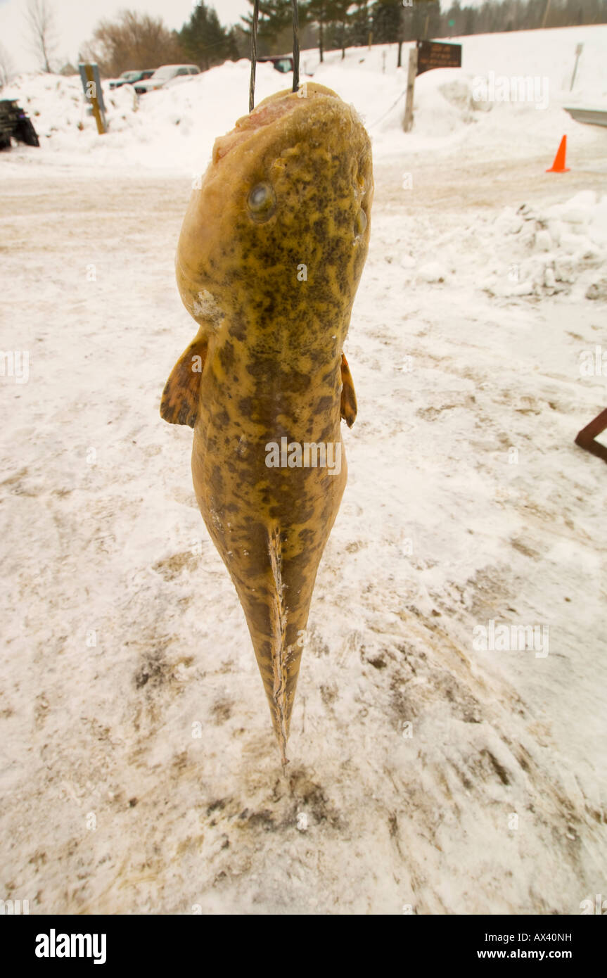 Eelpout fish hi-res stock photography and images - Alamy
