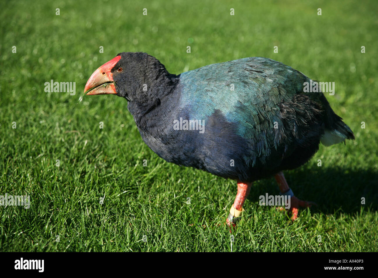 Takahe, Tiri Tiri Matangi Island, New Zealand Stock Photo - Alamy