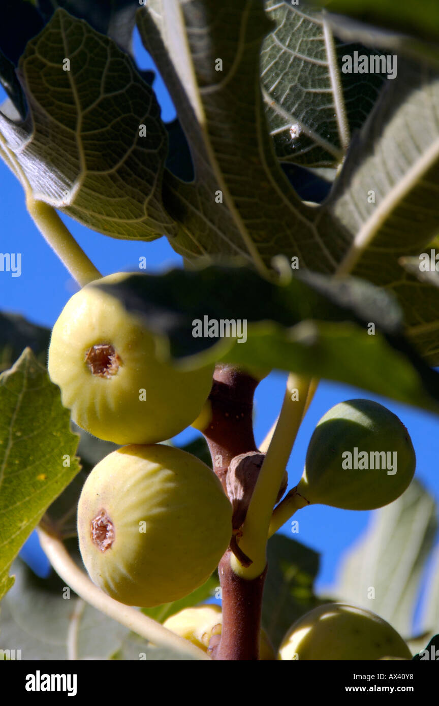Summer fruit lebanon hi-res stock photography and images - Alamy