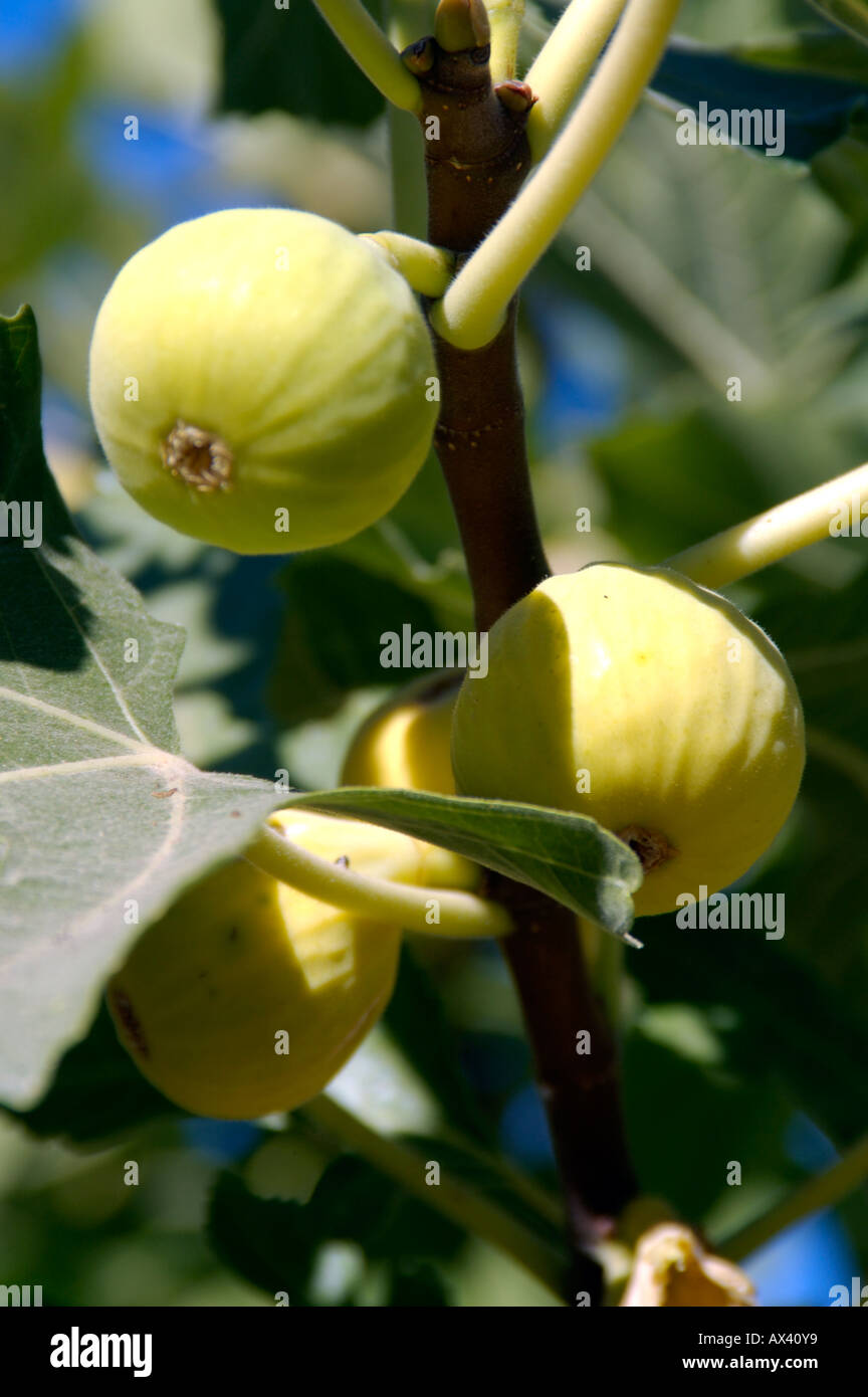 Summer fruit lebanon hi-res stock photography and images - Alamy
