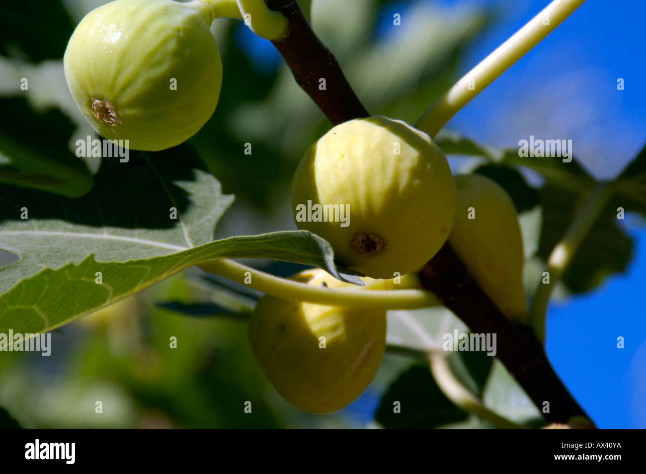 Summer fruit lebanon hi-res stock photography and images - Alamy
