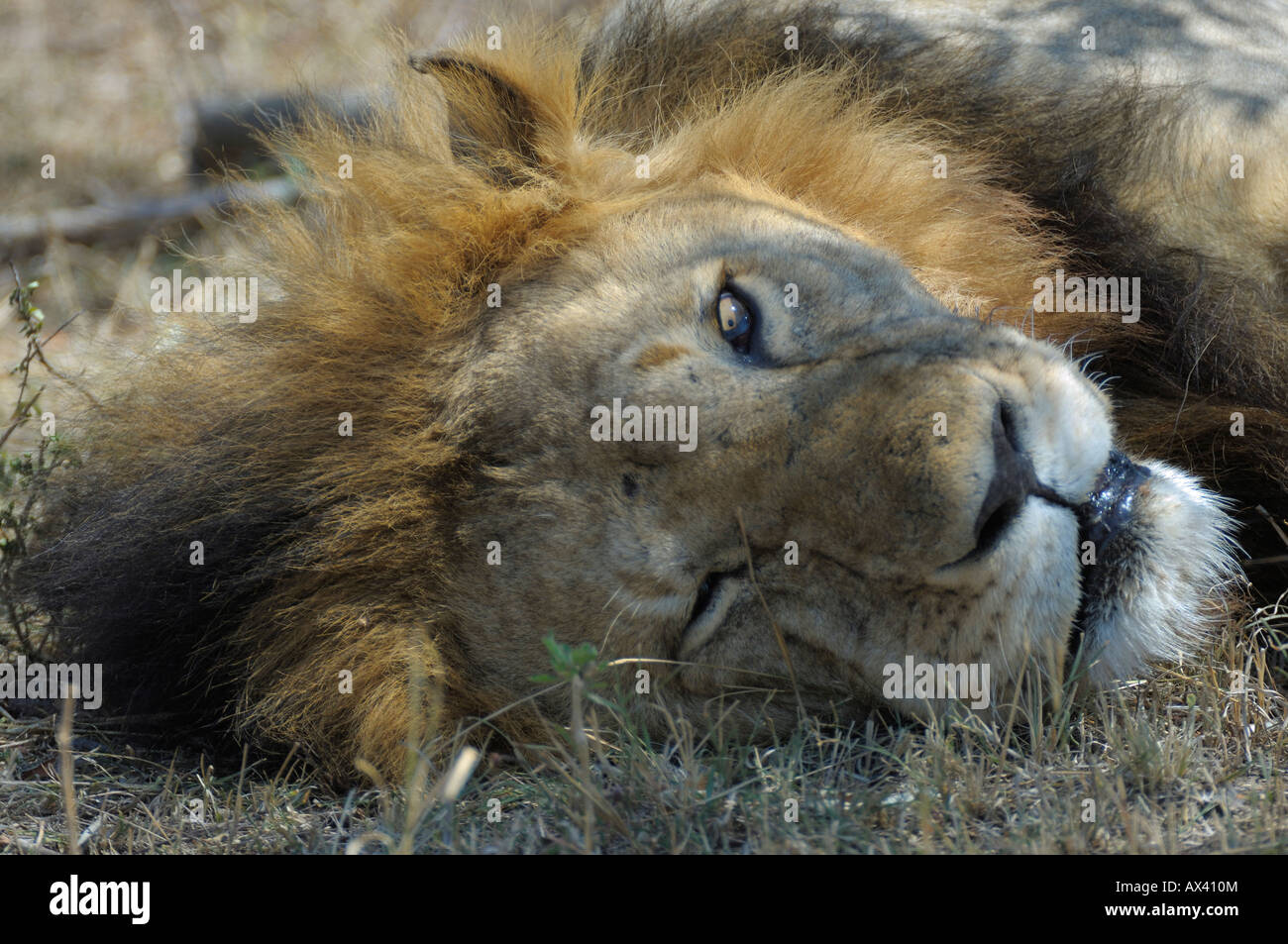 Lion male,portrait,close up of an mane lion,Masai Mara,Kenya Stock ...