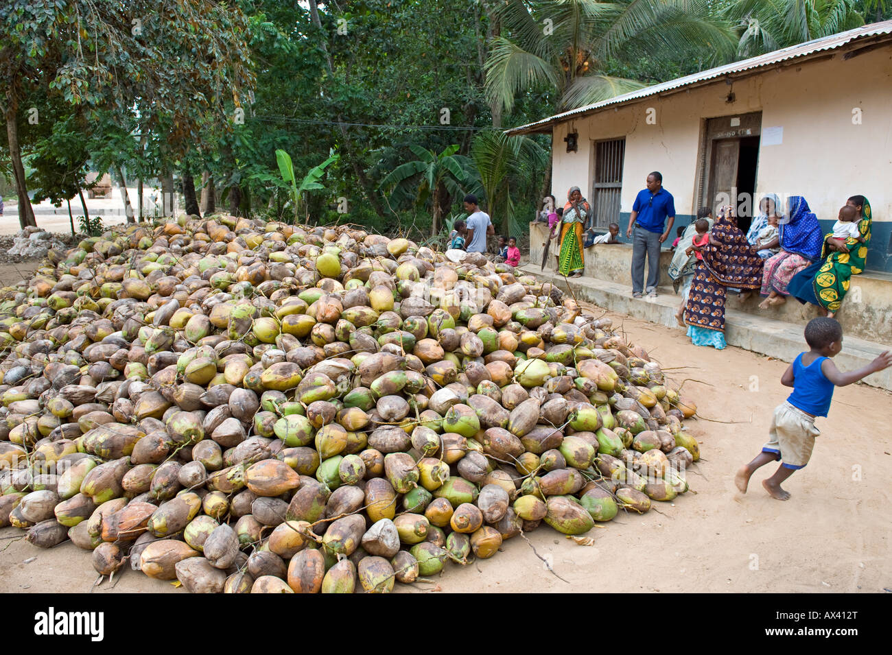 Zanzibar people and coconuts in a village of the interland Stock Photo ...