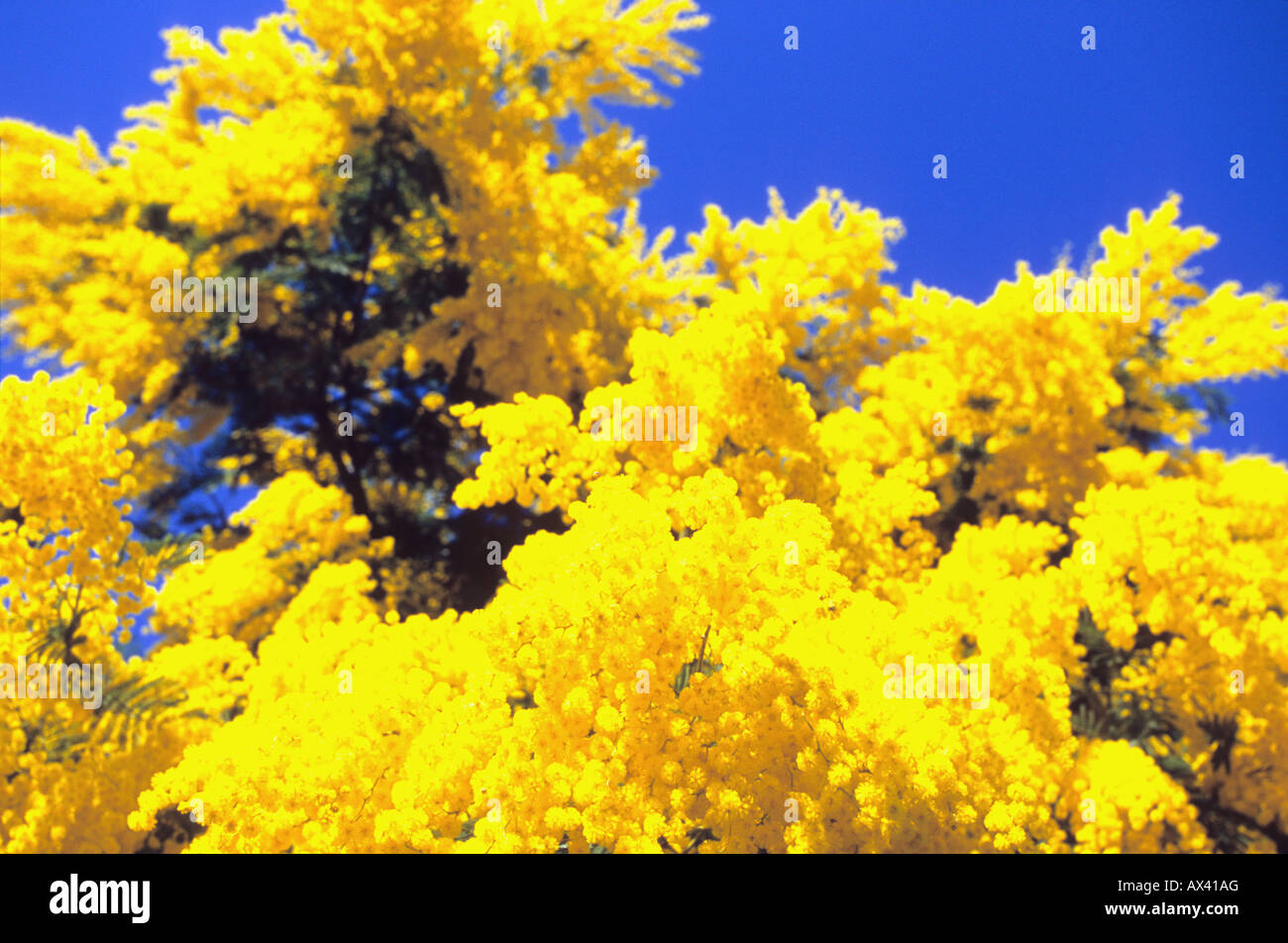 Mimosa winter flower French riviera Stock Photo - Alamy