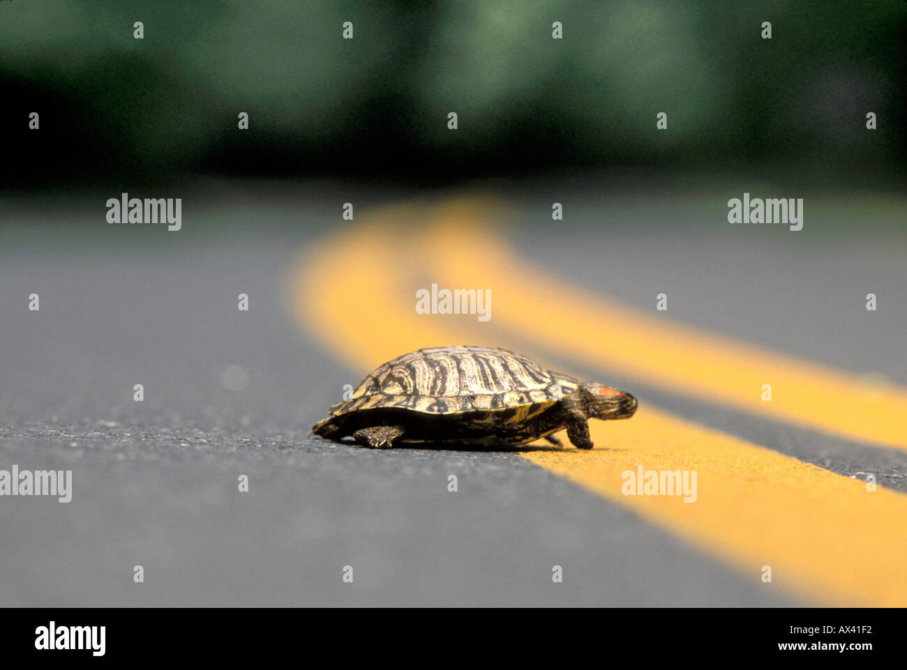 Crazy turtle hi-res stock photography and images - Alamy
