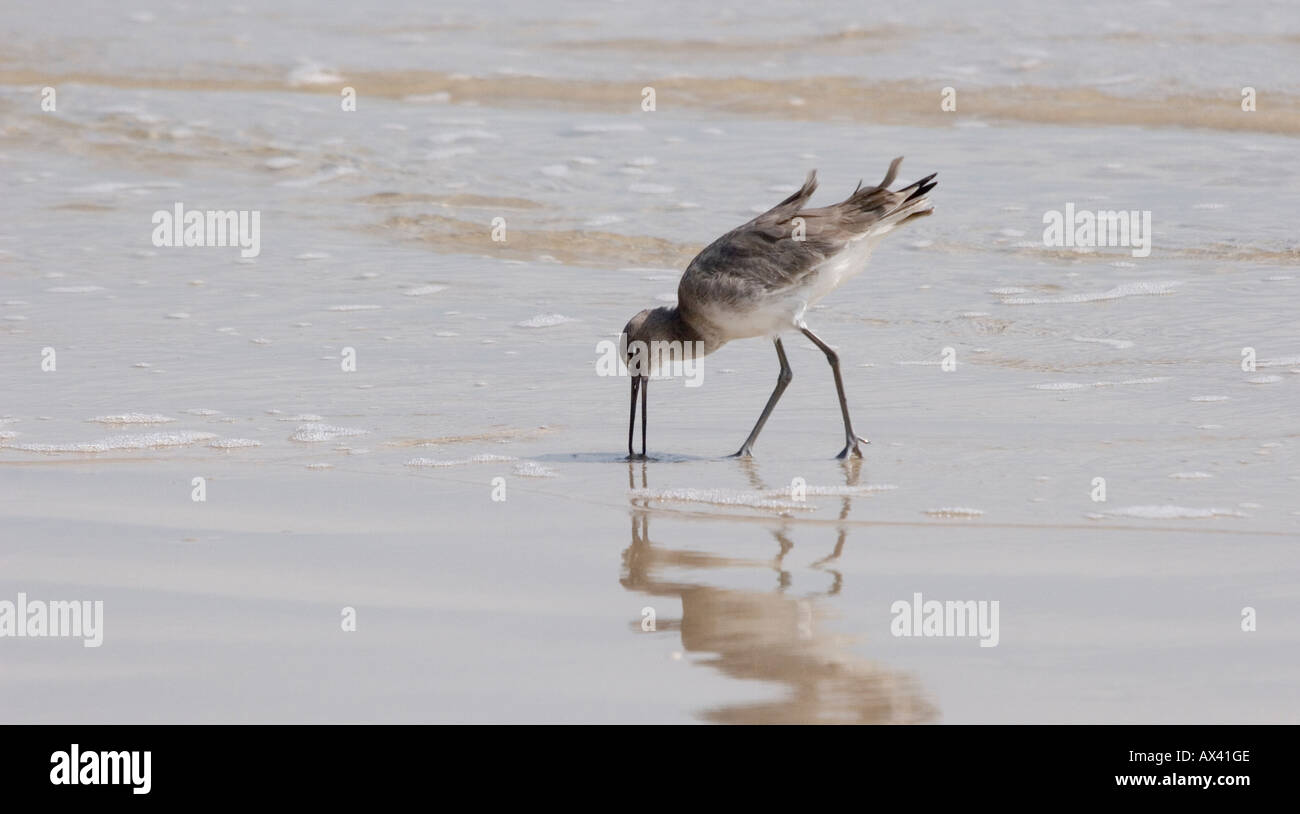 Sandpiper at Padre Island National Seashore Park Corpus Christi Texas ...