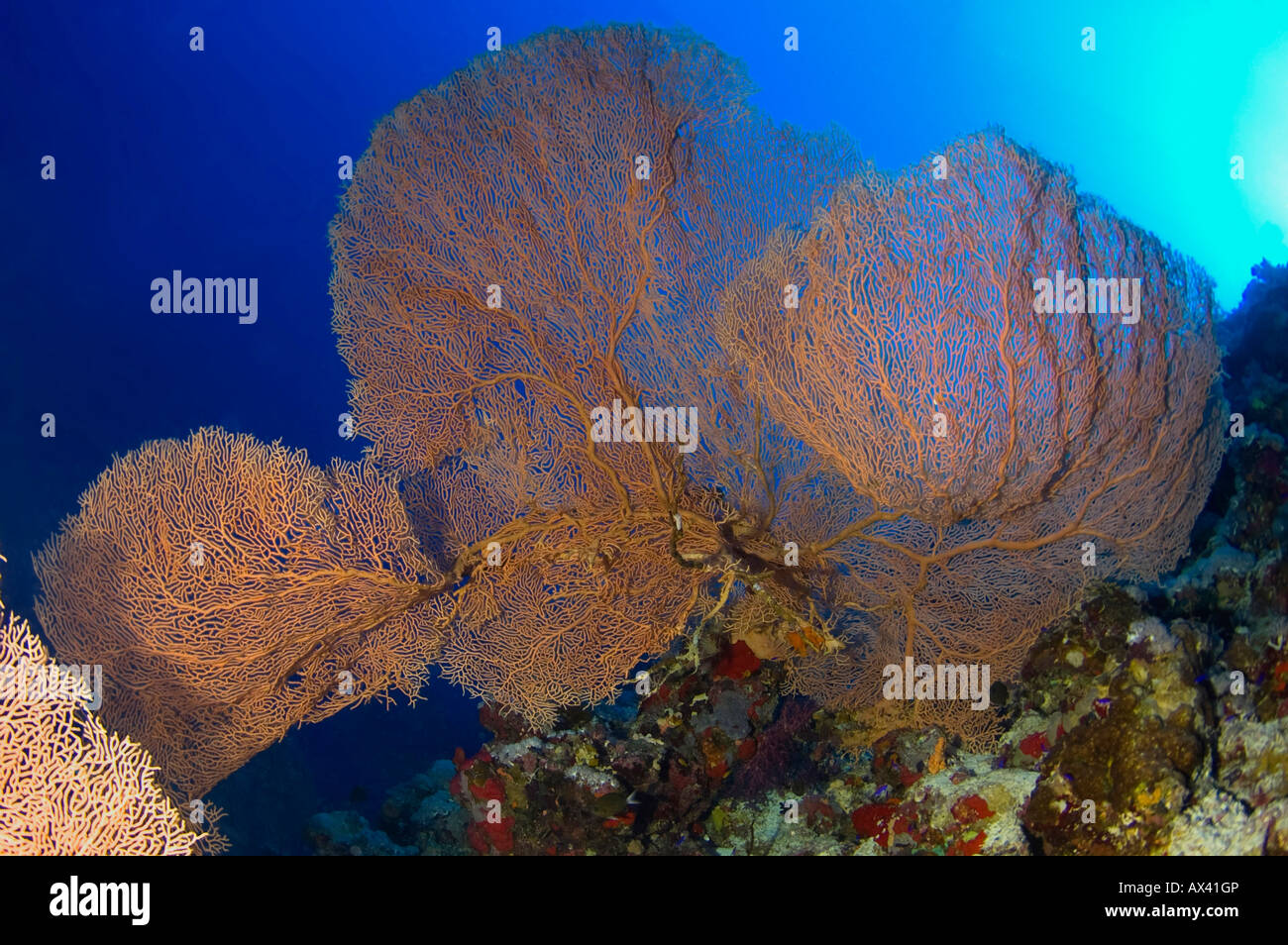 Huge sea fans Stock Photo - Alamy